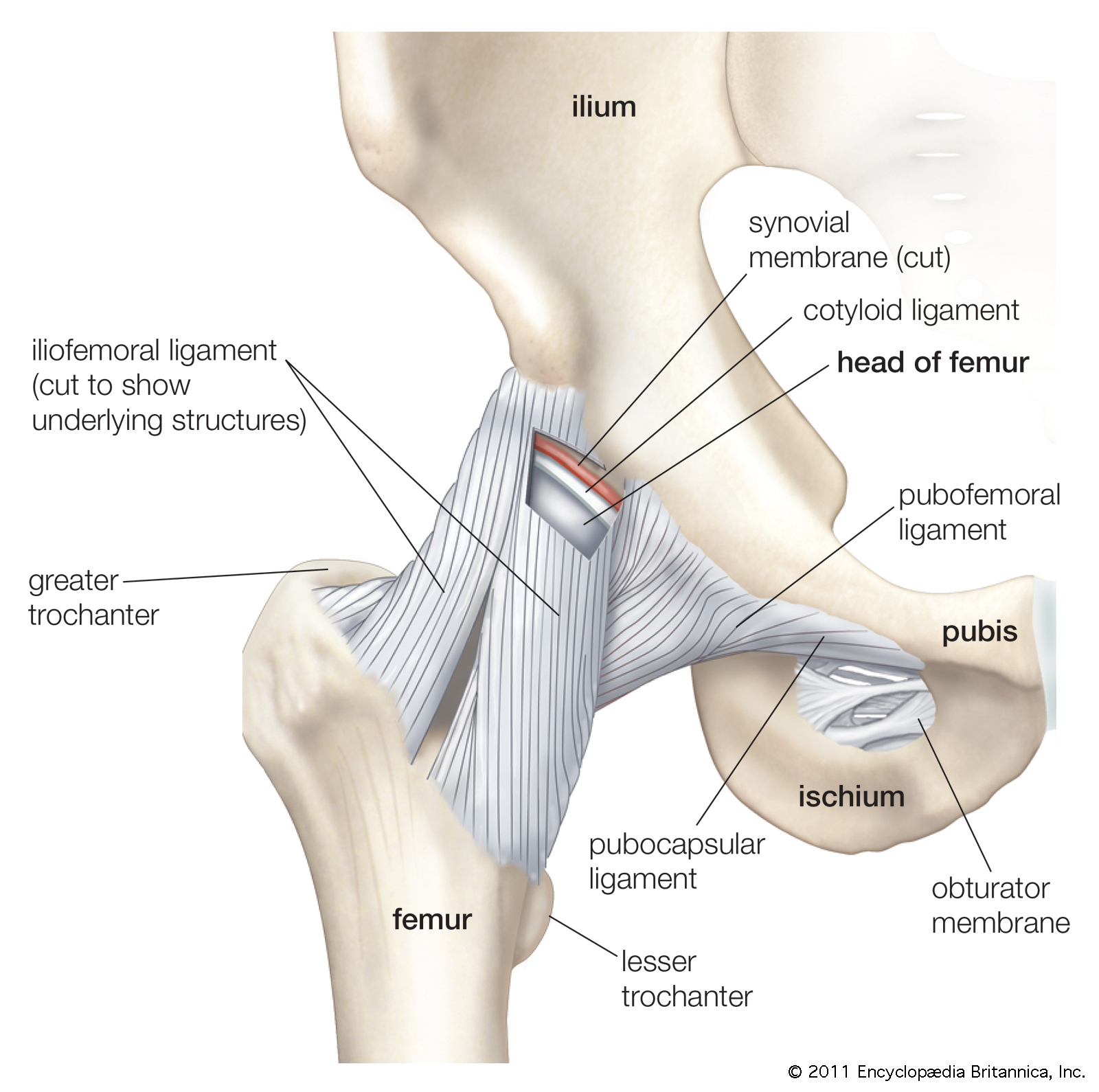 Hip Joint Ligaments Diagram